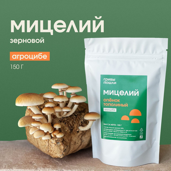 Мицелий грибов опенка тополиного "Агроцибе", домашняя грибница - купить ...