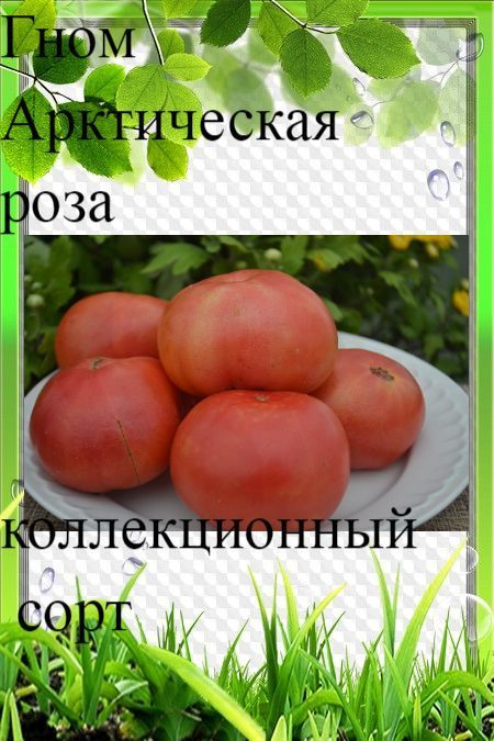Томат Арктическая Роза купить на OZON по низкой цене