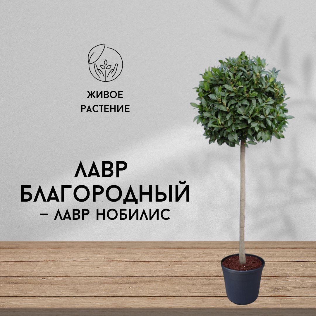 Нобилис купить на OZON по низкой цене
