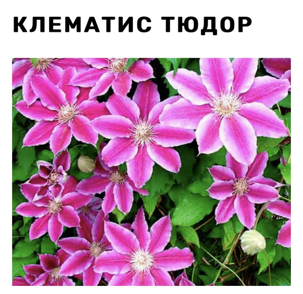 Клематис - купить по выгодным ценам в интернет-магазине OZON (858163722)