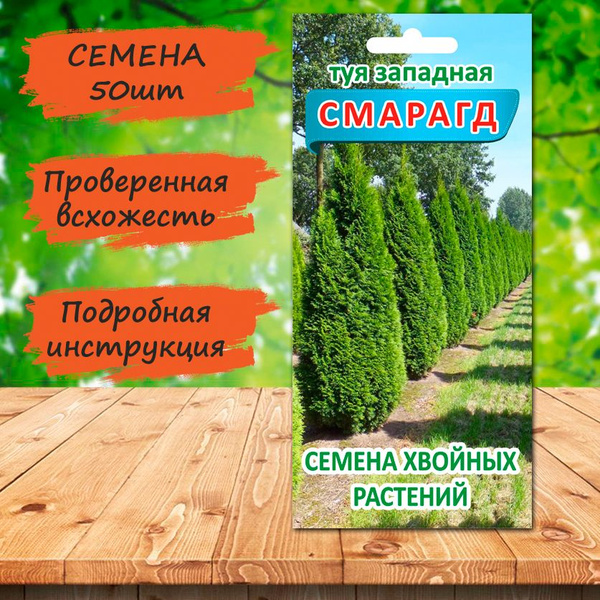 Туи 50 семян - купить по выгодным ценам в интернет-магазине OZON ...