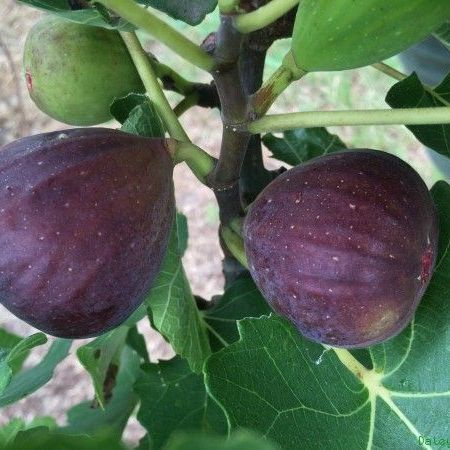 Инжир Черный принц - купить с доставкой по выгодным ценам в интернет ...