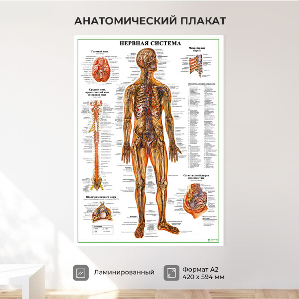 Обучающий медицинский плакат анатомия Нервная система А2 - купить с ...