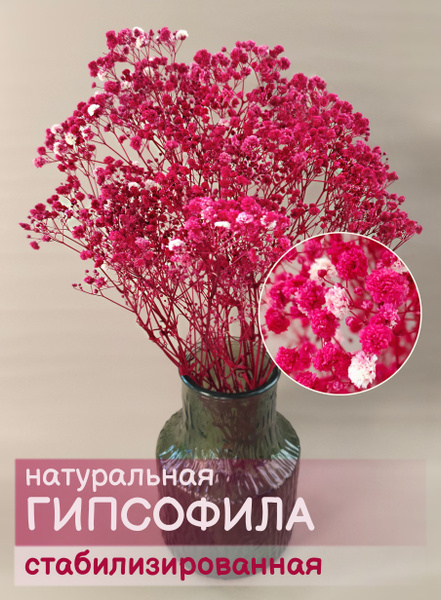 Стабилизированные цветы Гипсофила, 40 см, 100 гр купить на OZON по ...