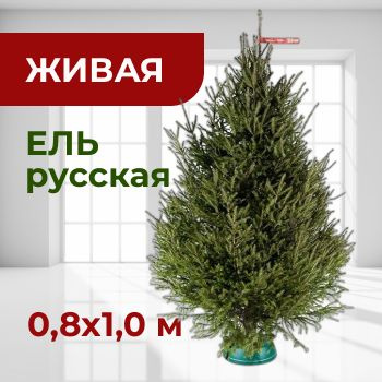Елка живая, Ель натуральная, новогодняя, напольная75-100см, живая ...
