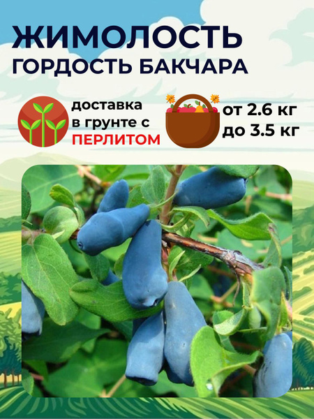 Жимолость Гордость бакчара - купить с доставкой по выгодным ценам в ...