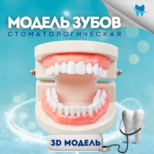 Стоматологическая детская обучающая модель зубов для взрослых зубов ...