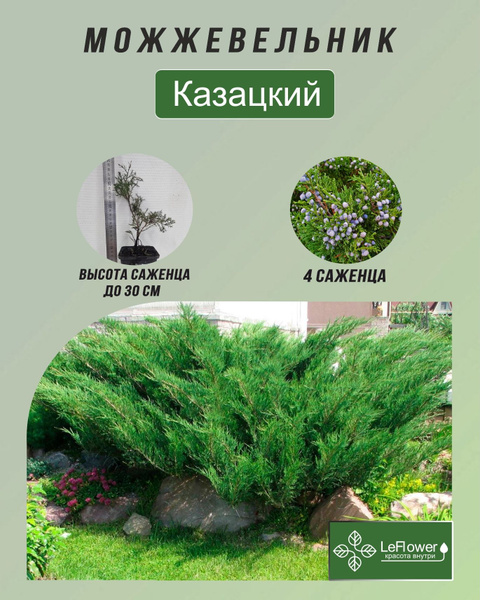 LeFlower 410301935 - купить по выгодным ценам в интернет-магазине OZON ...