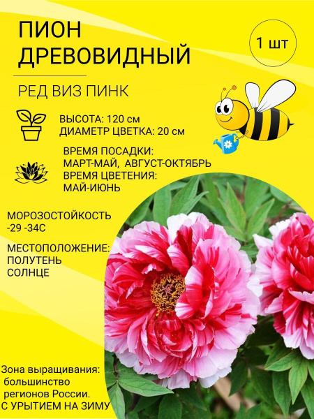 Пион Ред Виз Пинк древовидный, саженец, корень для посадки, многолетние ...