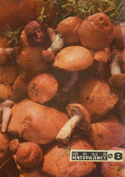 Журнал "Юный натуралист"№8, 1974 - купить с доставкой по выгодным ценам в интернет-магазине OZON ...