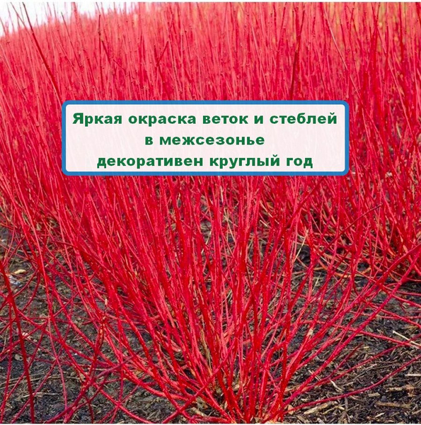 Дерен дерен саженец - купить по выгодным ценам в интернет-магазине OZON ...