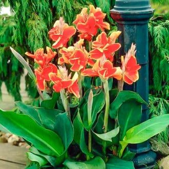 Луковицы Канны Фруктория купить по выгодной цене в интернет-магазине ...