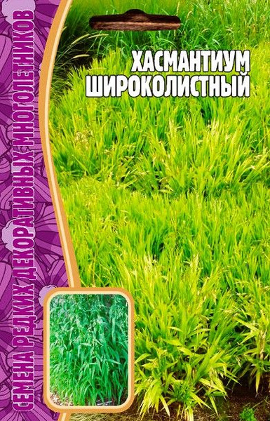 Многолетние декоративные травы Редкие семена Хасмантиум Широколистный ...