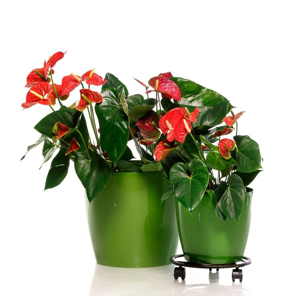 Подставка для цветов HiTSAD - купить в интернет-магазине OZON с доставкой по России (626062009)