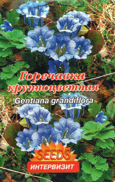 Многолетники для альпийской горки цветов многолетних_голубой - купить ...