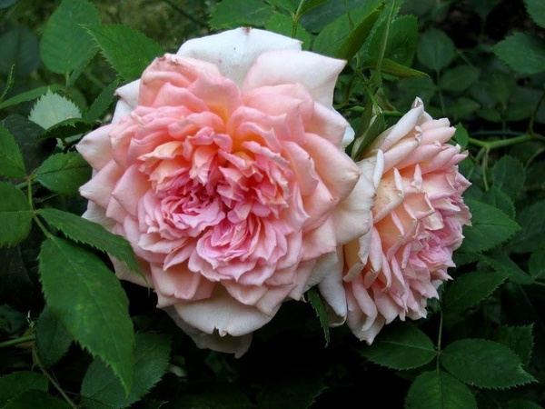 Роза Janet (AUSpishus), джанет - купить с доставкой по выгодным ценам в ...