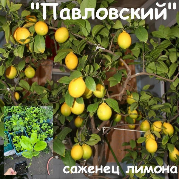 Лимон Павловский (комнатный) купить на OZON по низкой цене (1565616850)