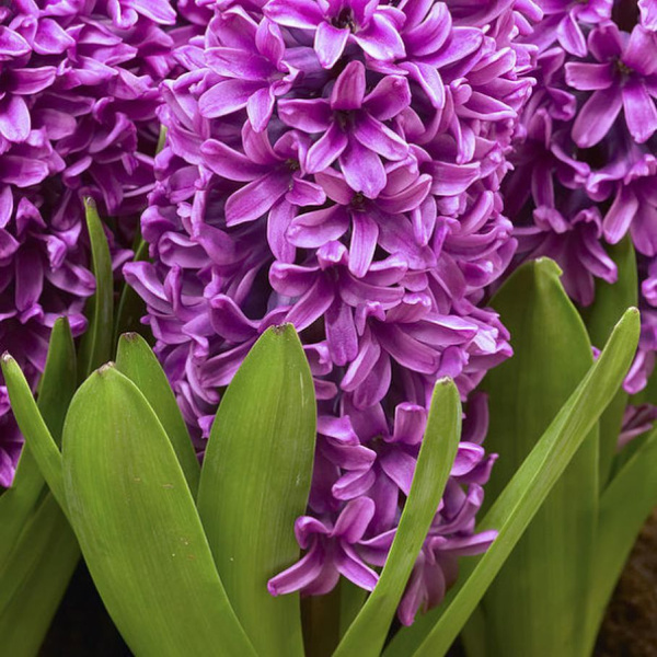 Луковицы Гиацинт Гаршинка купить по выгодной цене в интернет-магазине ...