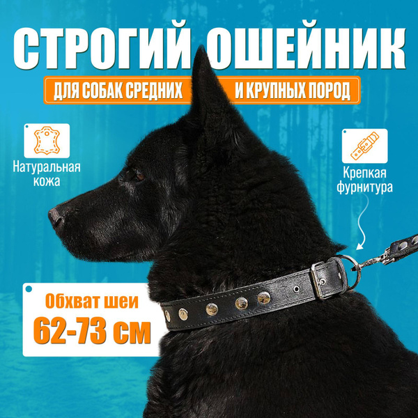 Ошейник кожаный 35 мм строгий, с шипами внутрь 4мм - купить с доставкой ...