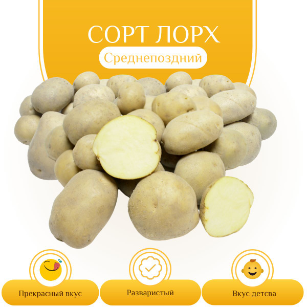 Картофель Агроцентр Коренево Картофель семенной Лорх - купить по ...