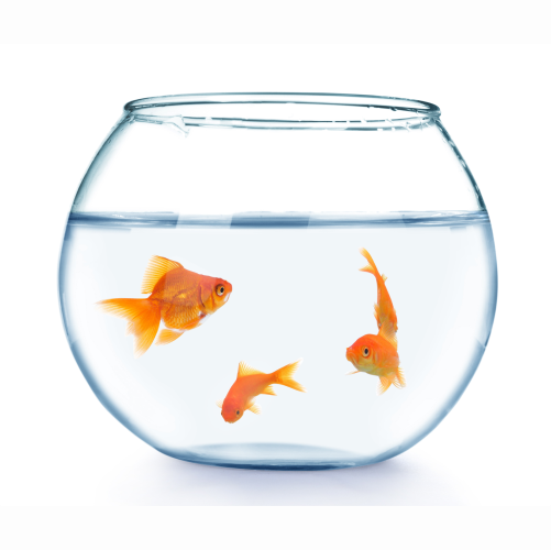 Отзывы на Товары для рыб и рептилий БАШПЧЕЛКОМ от реальных покупателей OZON